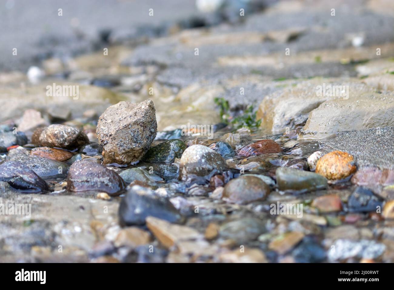 tide pool rocks covered in seaweed barnacles and water Stock Photo - Alamy