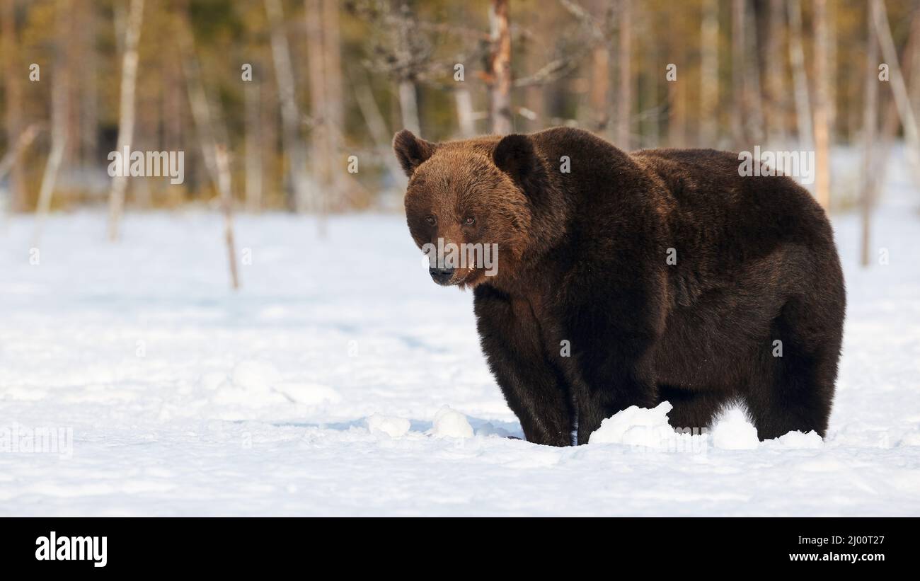 Brown Bear standing in the snow in spring awakening Stock Photo - Alamy
