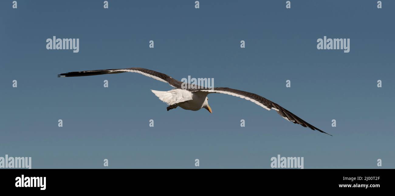 Larcus dominicanus hi-res stock photography and images - Alamy