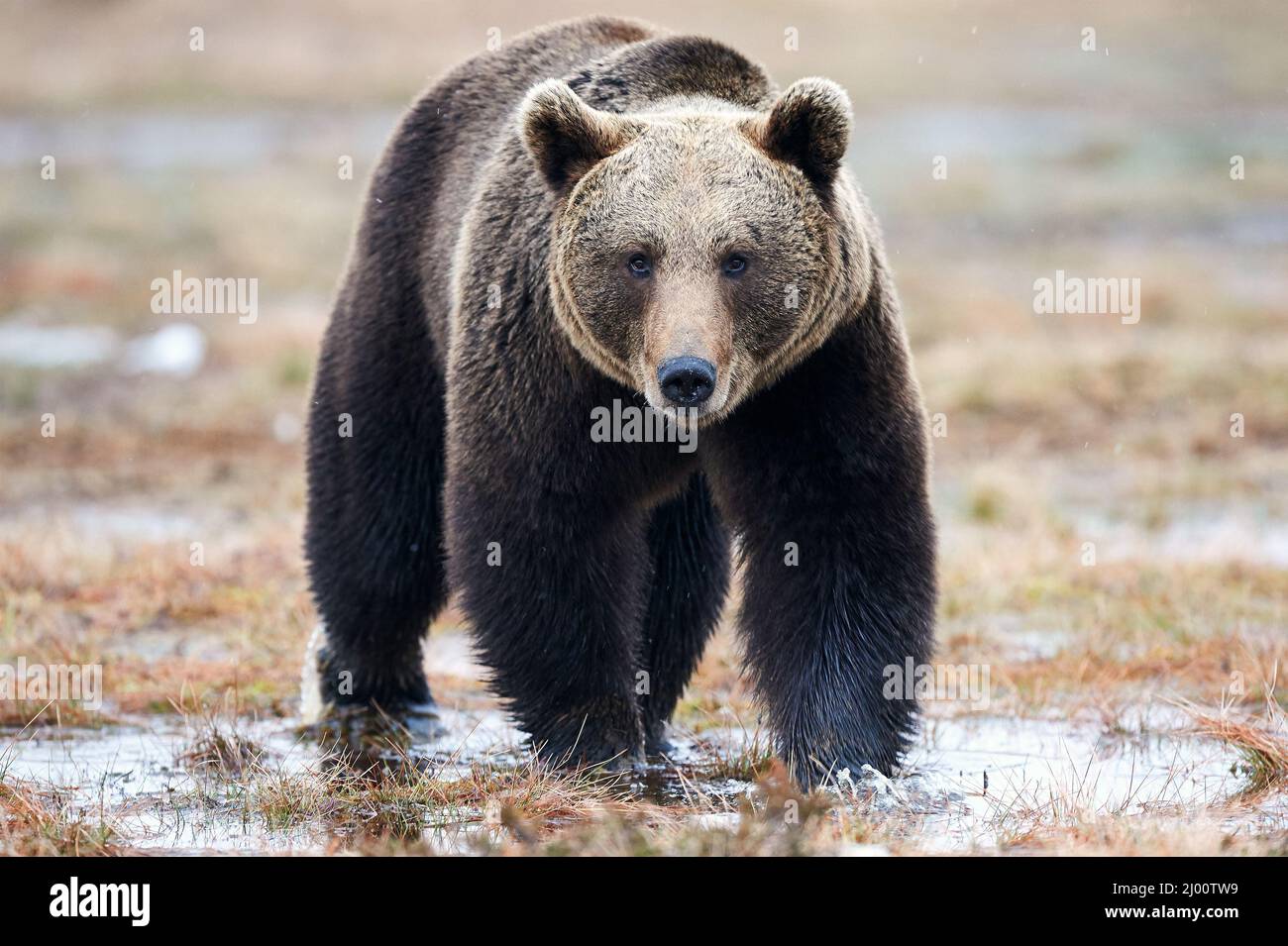 Wild brown bear walking in the taiga in late winter Stock Photo - Alamy