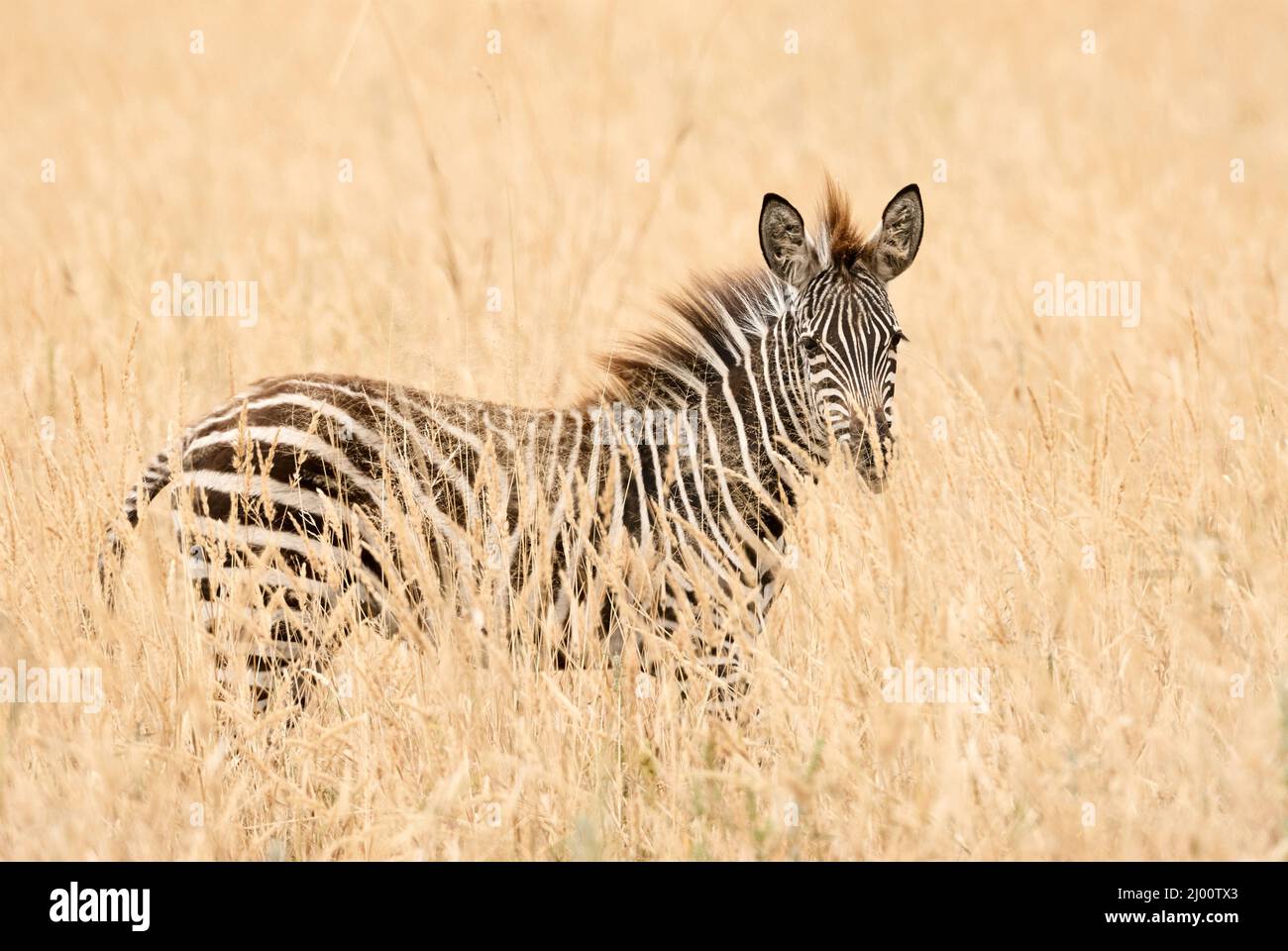 Young zebra standing in the tall grass of african savannah Stock Photo ...