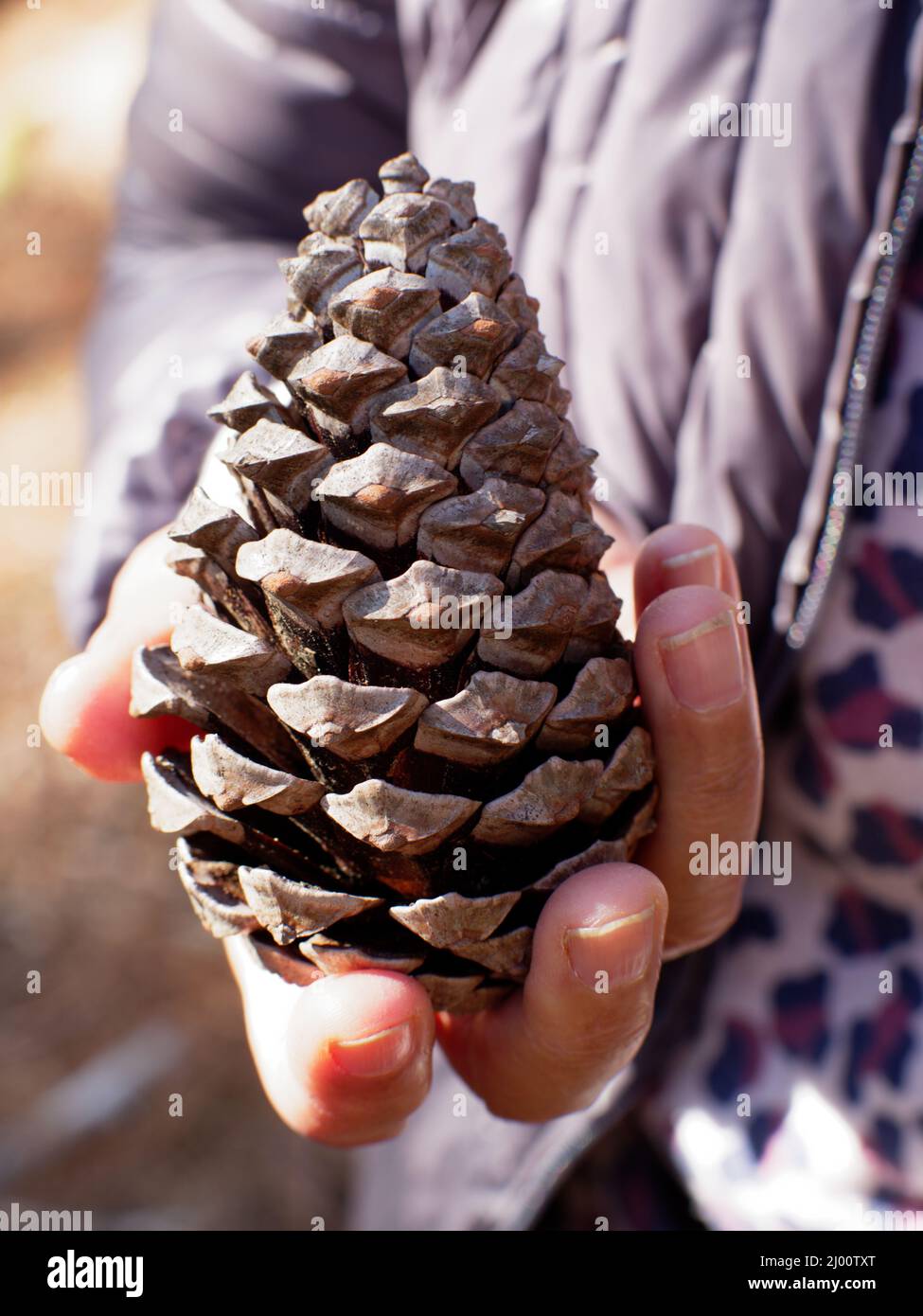 Manus cone hi-res stock photography and images - Alamy