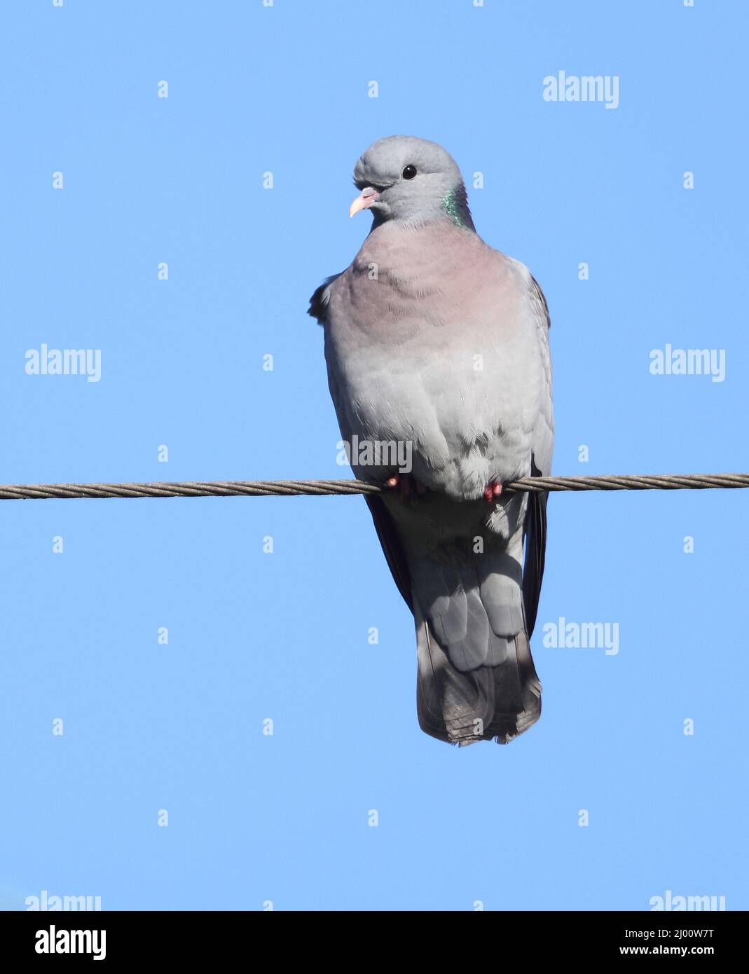 Dove on a wire hi-res stock photography and images - Alamy