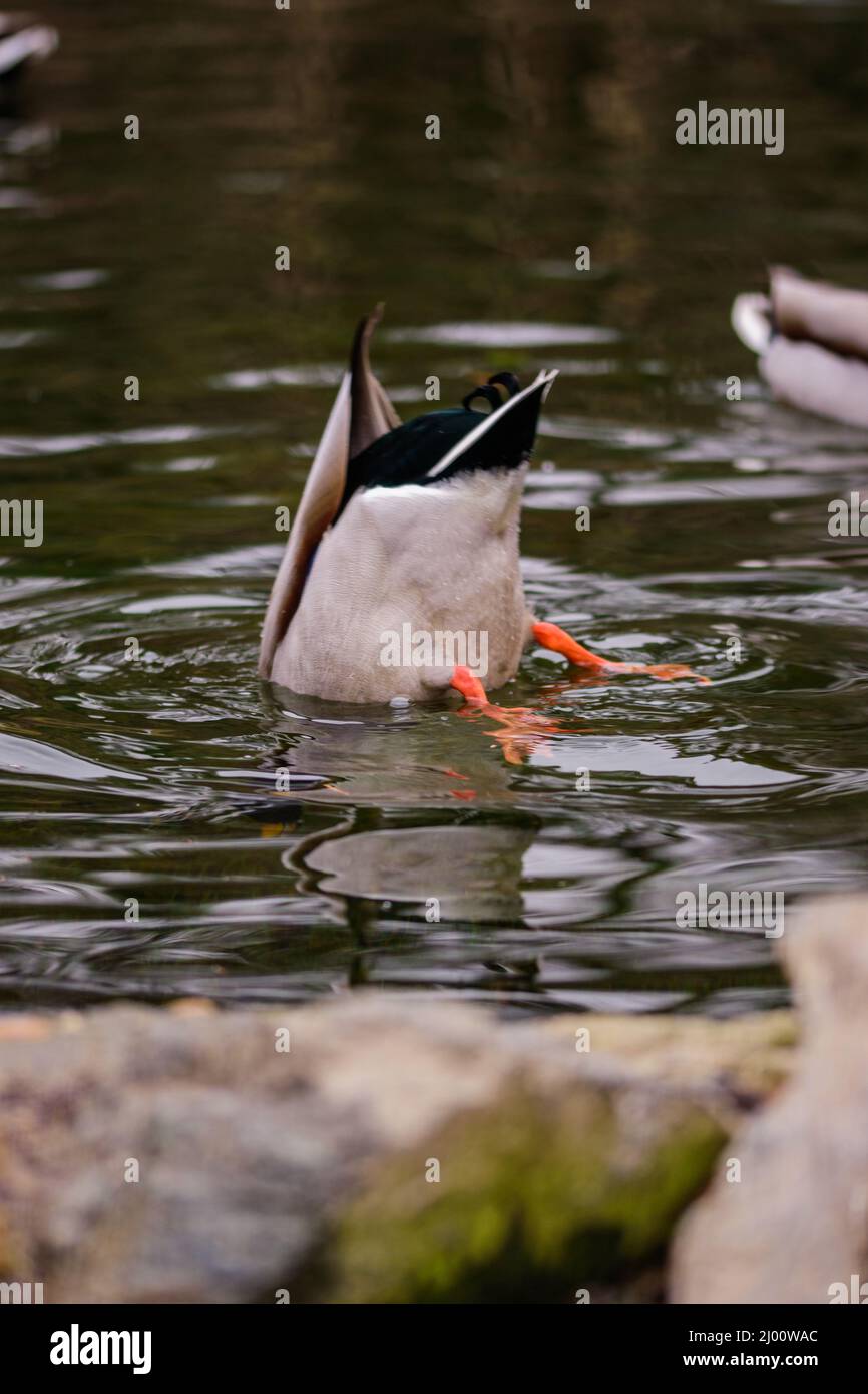 Duck stuck its head in the water while floating in a calm lake in the ...