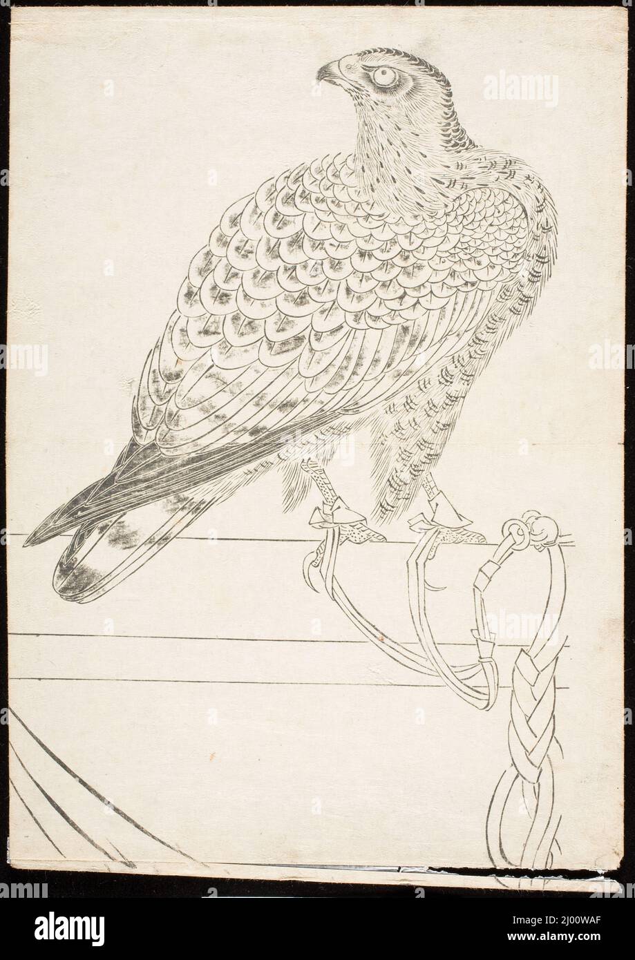 Fighting Hawk. Japan, early 18th century. Prints; woodblocks. Black and ...