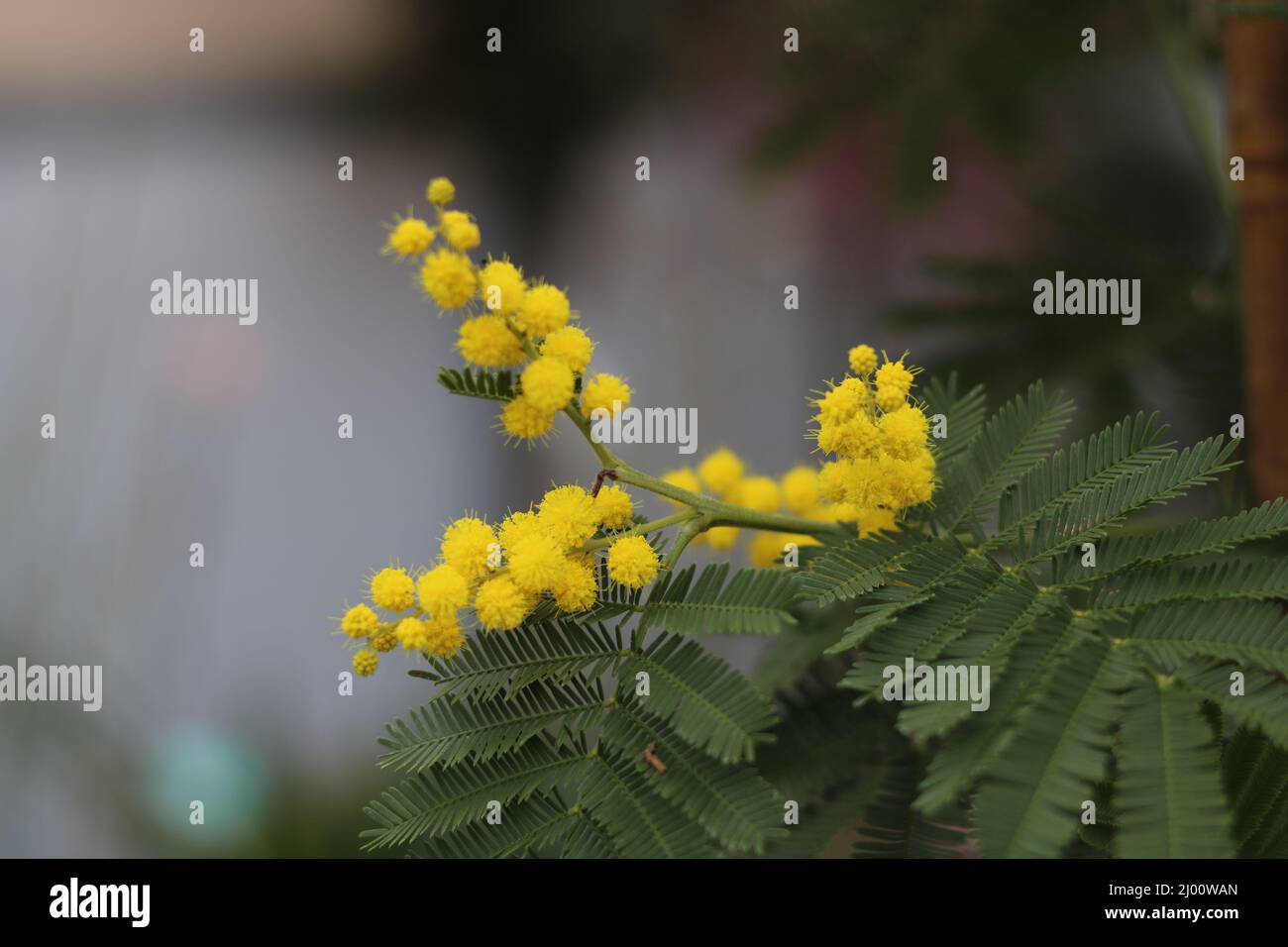 Beautiful yellow delicate spherical mimosa flowers with green feathered ...