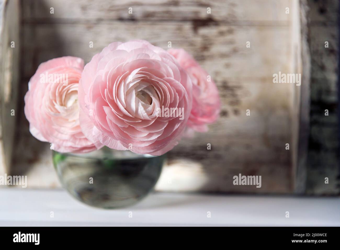 Three pale pink ranunculus in a transparent round vase on the white ...