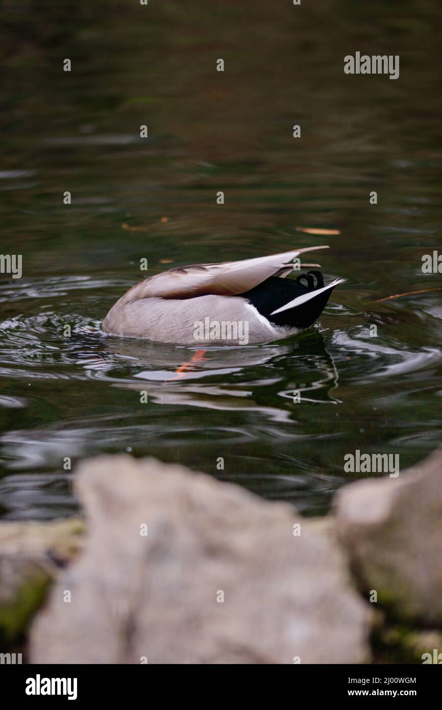Duck stuck its head in the water while floating in a calm lake in the ...