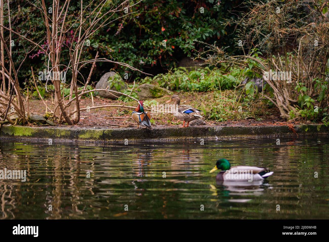 Duck floating in a calm lake in the Valentino Park, Italy Stock Photo ...