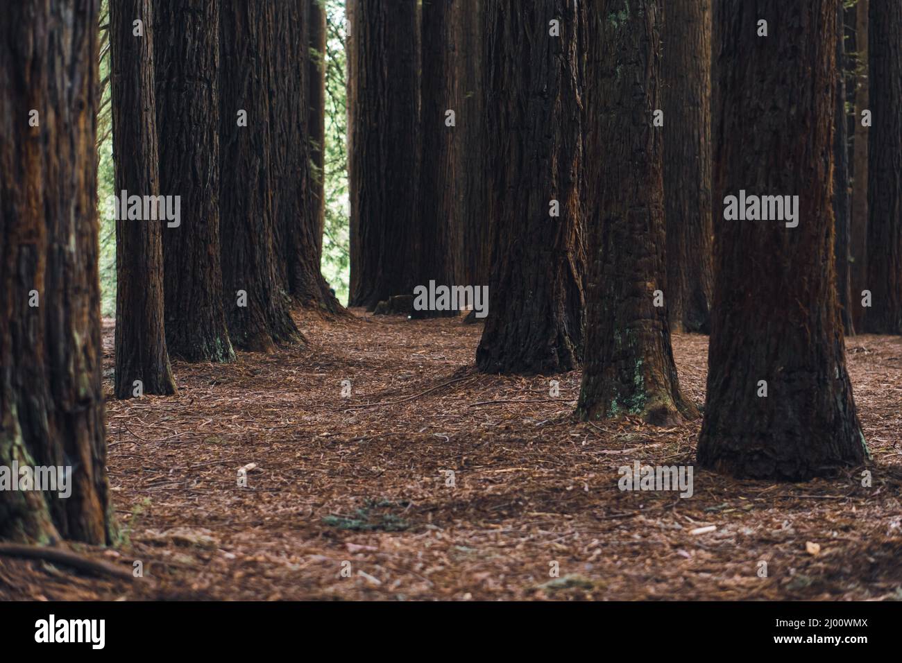 Trees in a forest in Victoria, Australia Stock Photo - Alamy