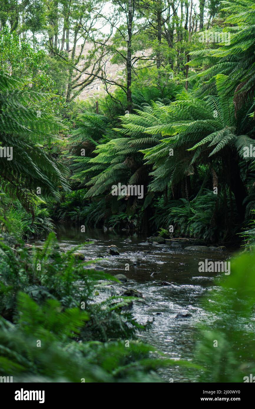 Vertical shot of a tropical beach forest, Victoria, Australia Stock ...