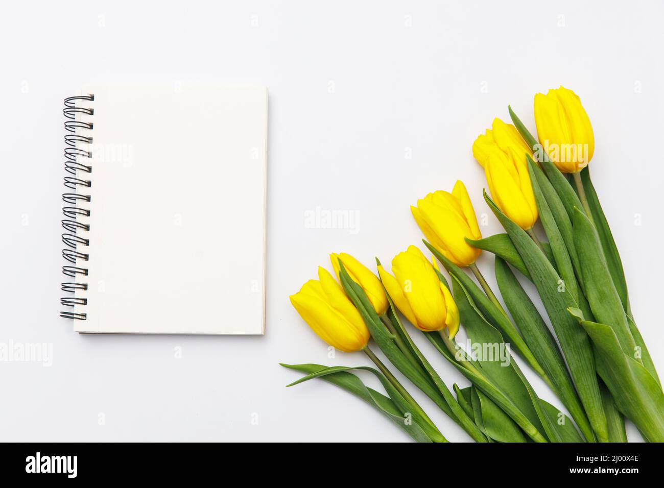 layout of yellow tulips on a white background, Notebook on springs ...