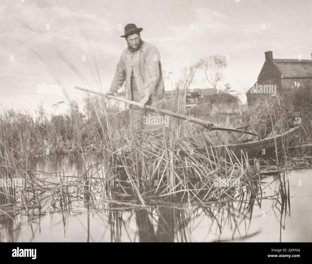 Cutting the Gladdon. Peter Henry Emerson (Cuba, active England, 1856 ...