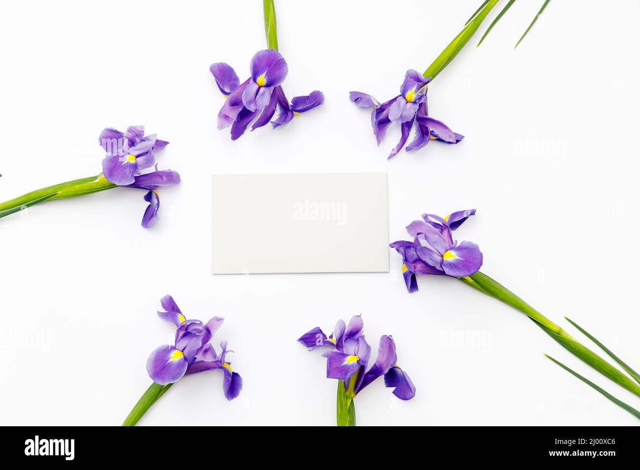 Violet Irises xiphium (Bulbous iris, sibirica) on white background with ...