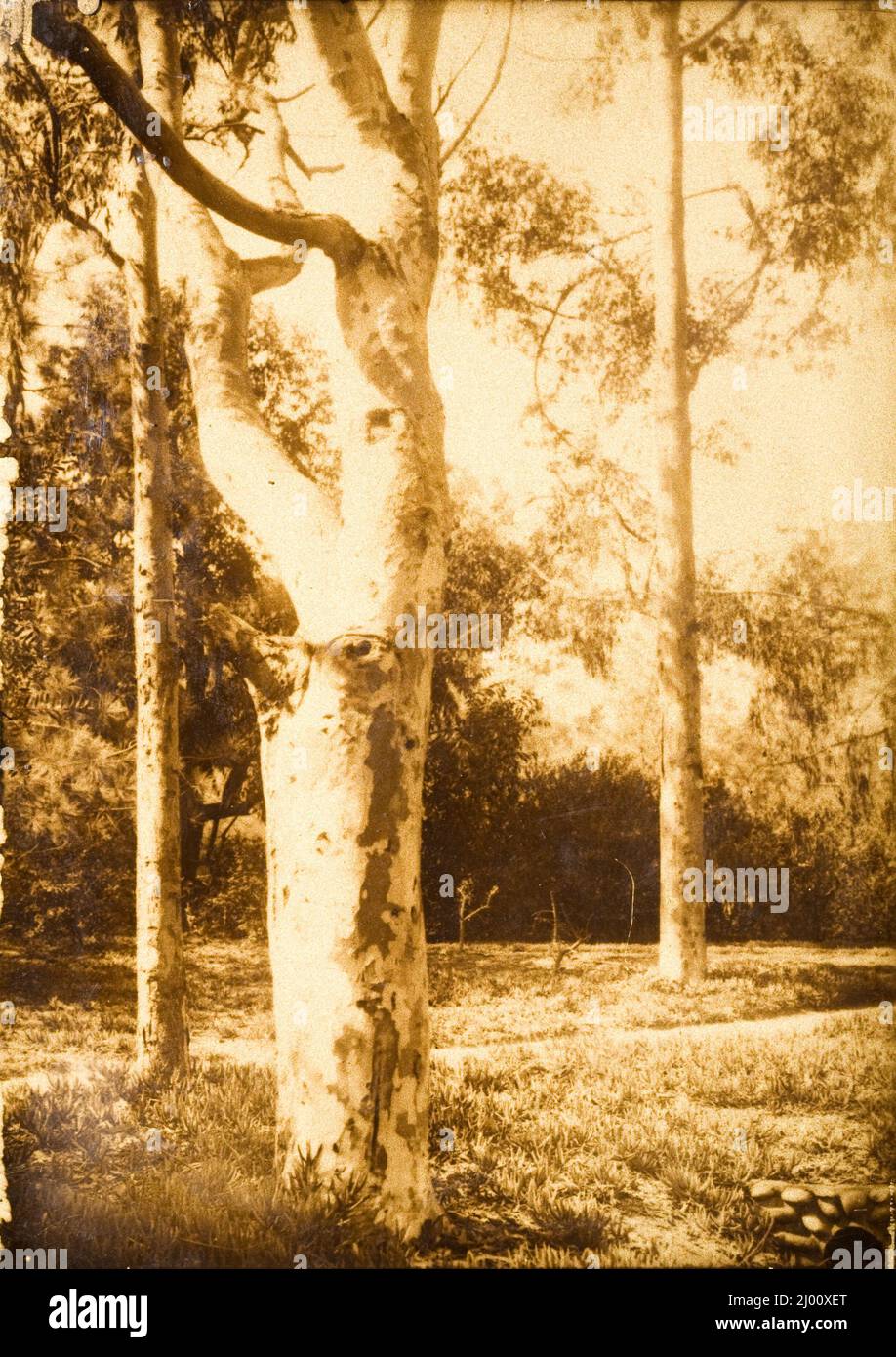 At the Farm, Seattle, Washington. Edward Sheriff Curtis (United States ...
