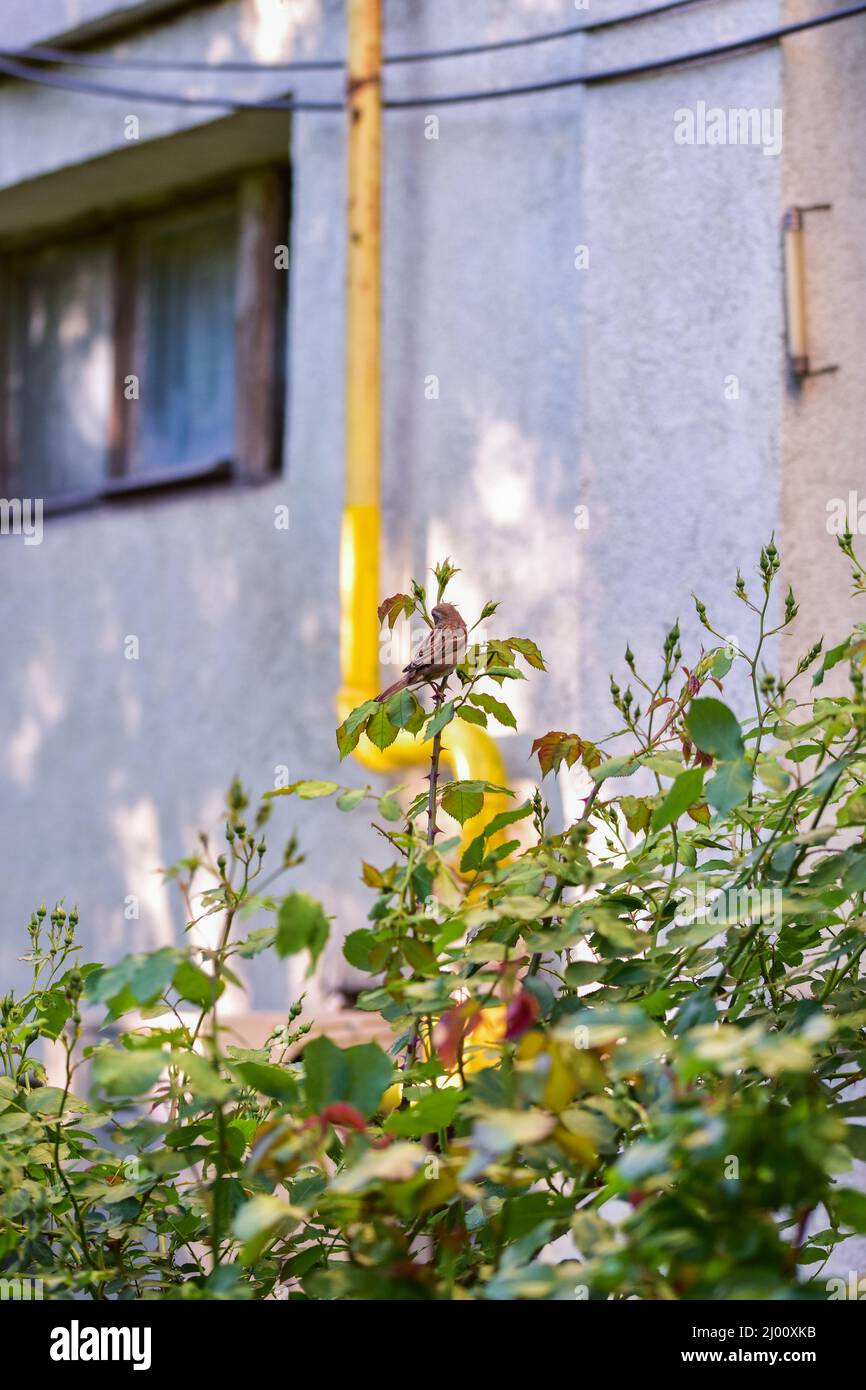 Close-up shot of a bush with a building on a background Stock Photo - Alamy