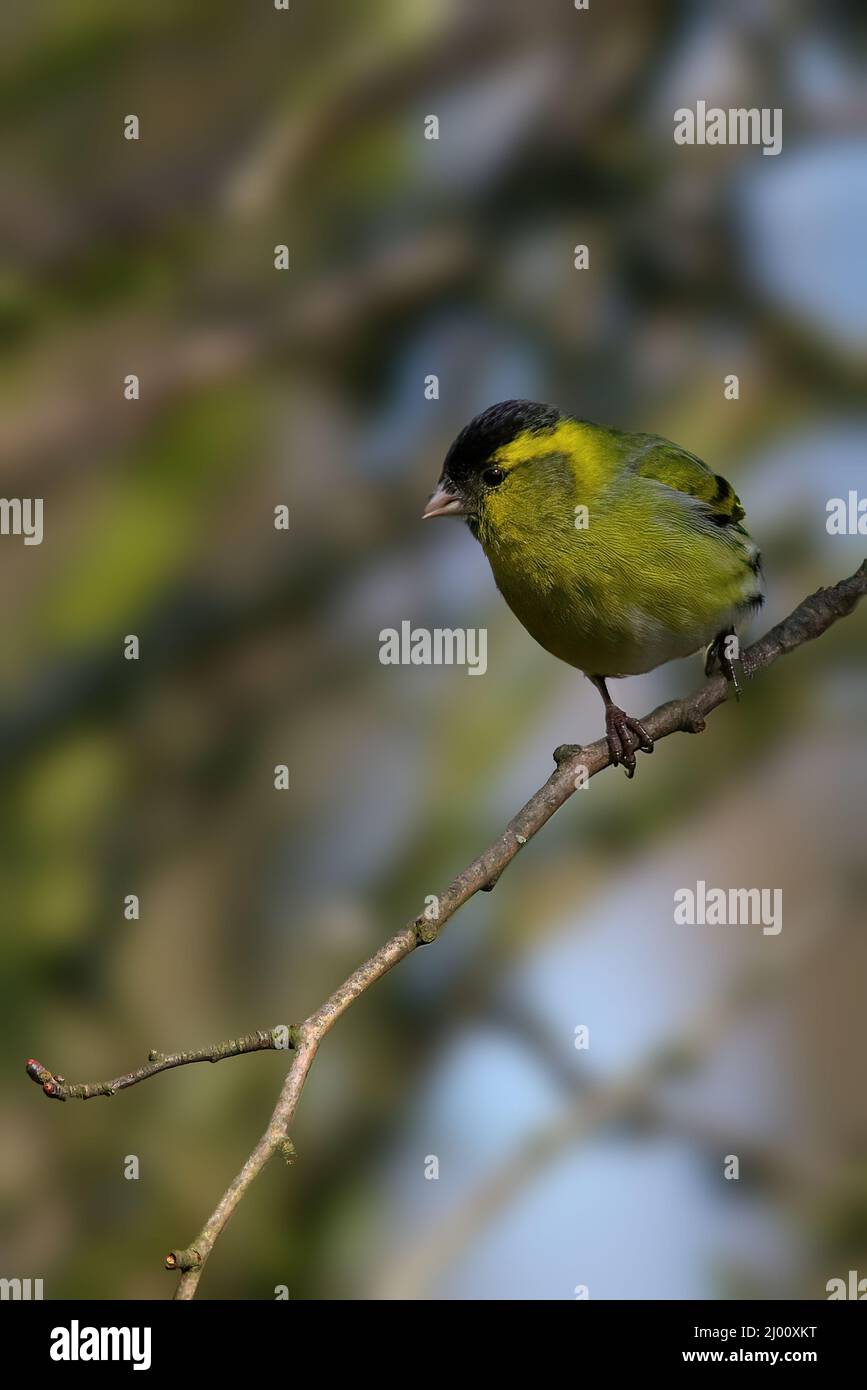 Closeup of a beautiful male siskin bird on a branch in a forest Stock ...