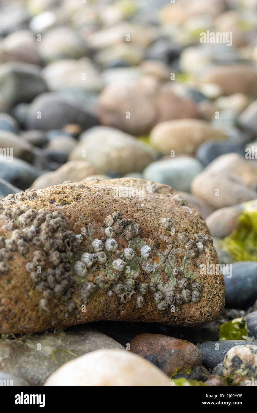 tide pool rocks covered in seaweed barnacles and water Stock Photo - Alamy