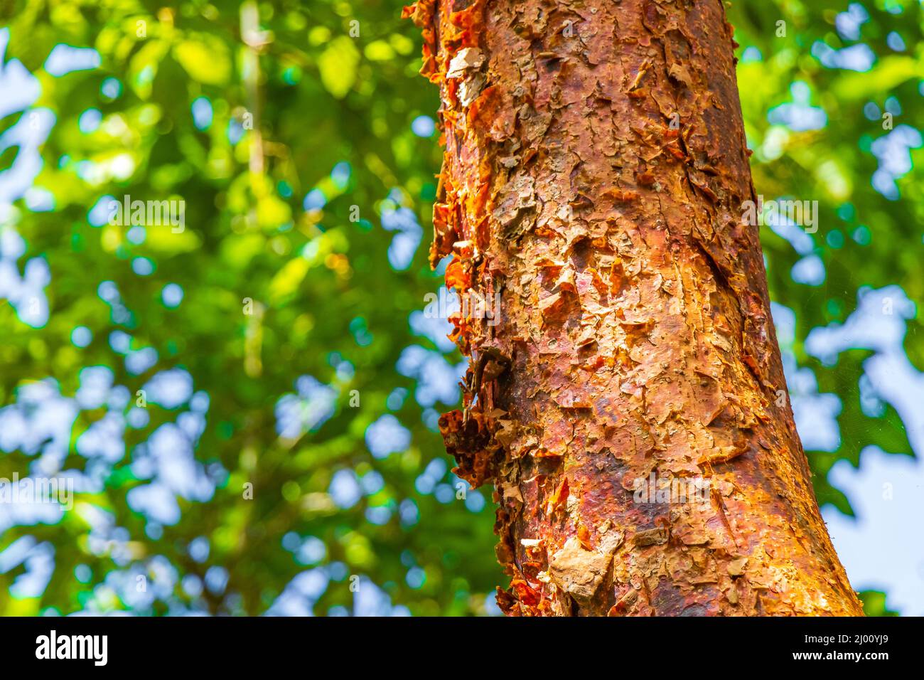 Tropical Gumbo-limbo tree with peeling bark texture colorful green ...