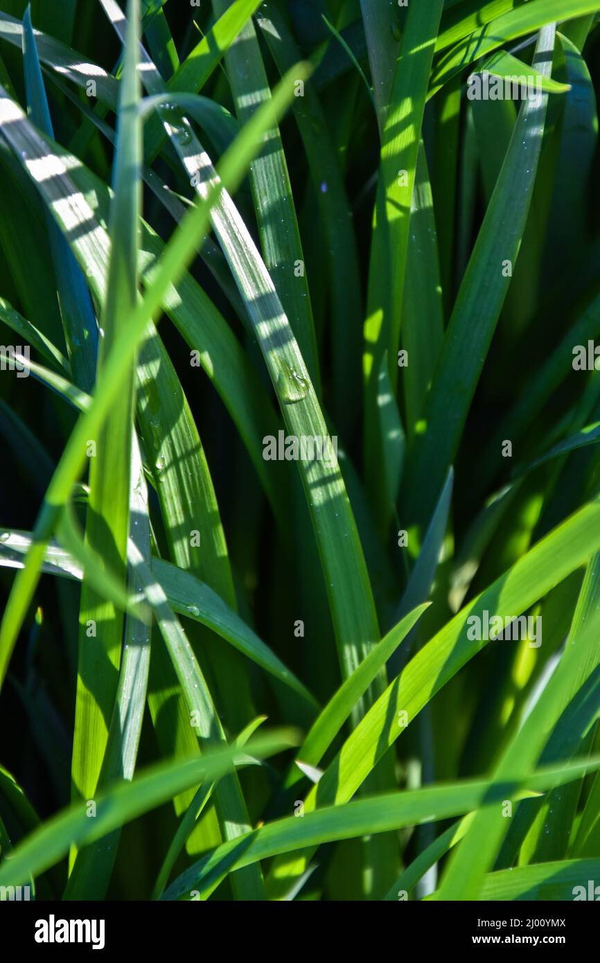 Saveni hi-res stock photography and images - Alamy