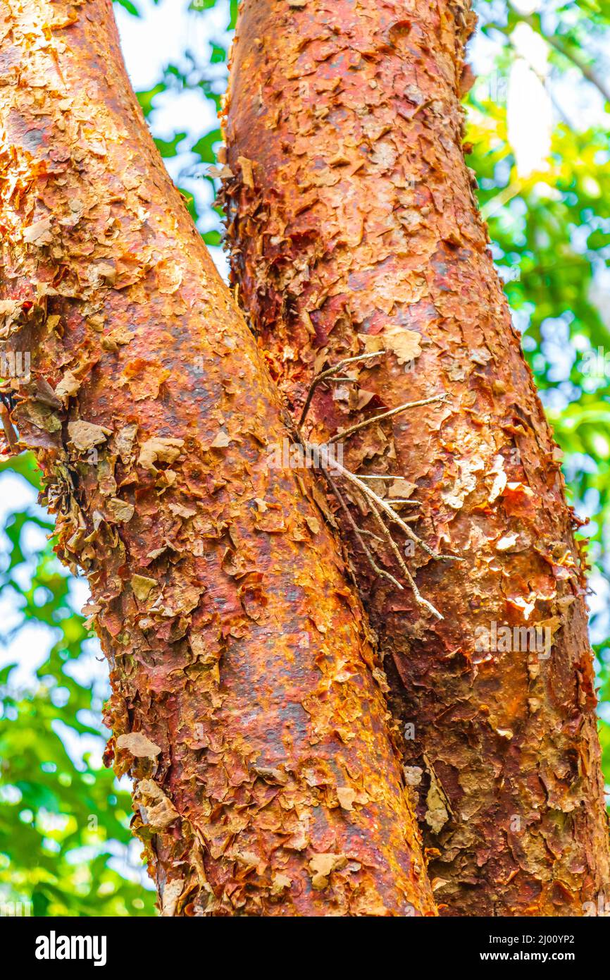 Tropical Gumbo-limbo tree with peeling bark texture colorful green ...