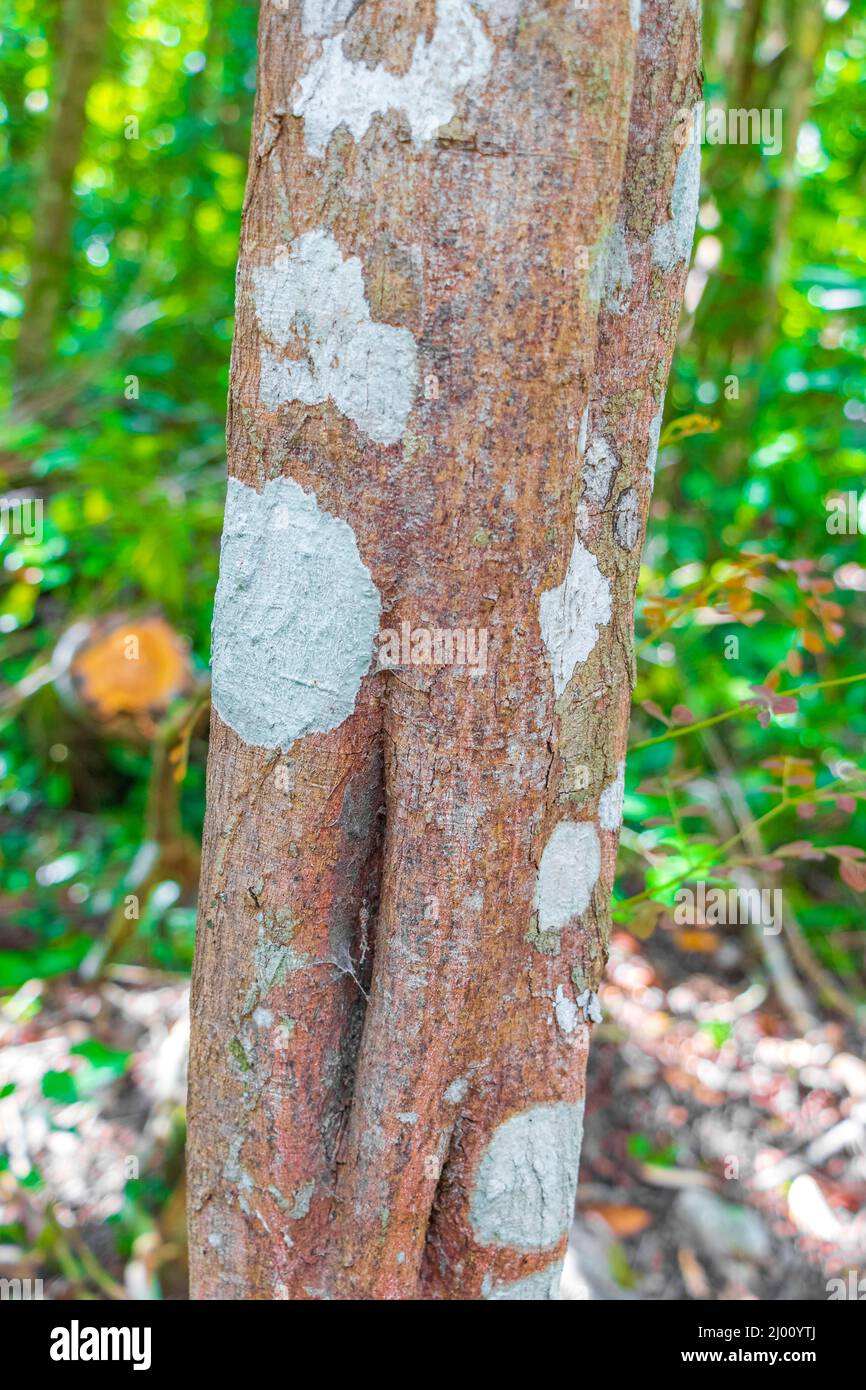 Tropical tree bark texture with colorful green orange red and black ...