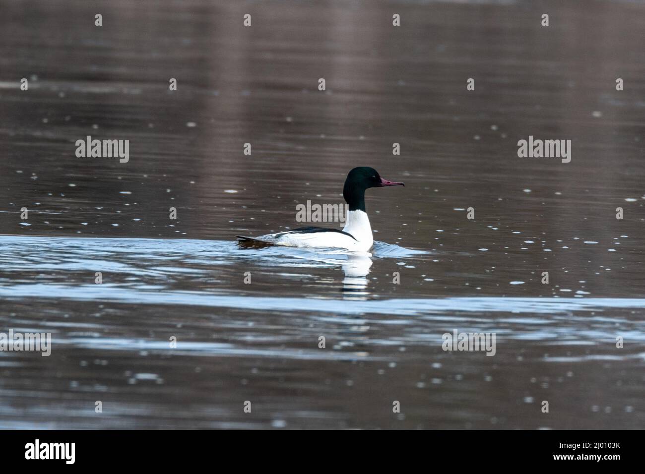 White swam in the swam hi-res stock photography and images - Alamy
