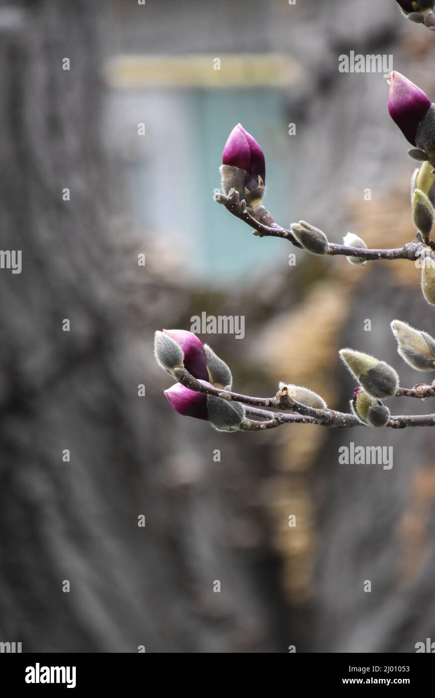 Closeup of a budding tree branch in a garden Stock Photo - Alamy