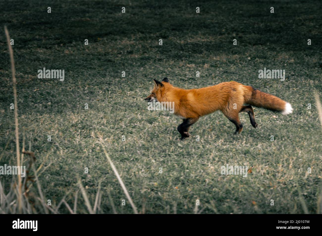 Closeup of a Red Fox walking on a green grass Stock Photo - Alamy