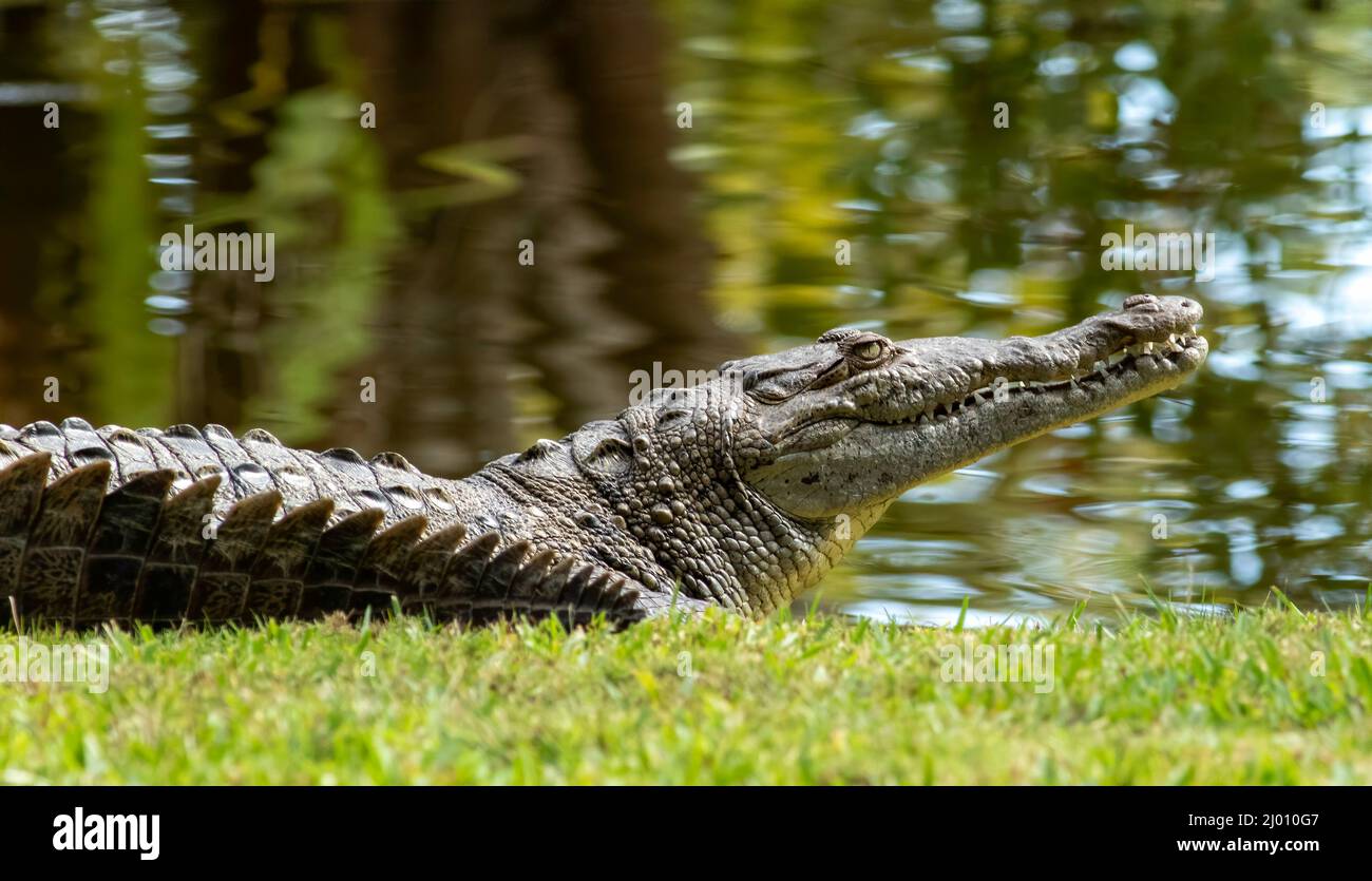 an american crocodile sits next to a freshwater pond in Miami at the ...