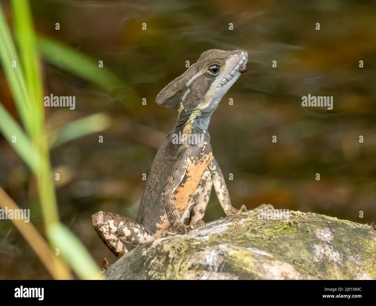 Jesus christ lizard water hi-res stock photography and images - Alamy
