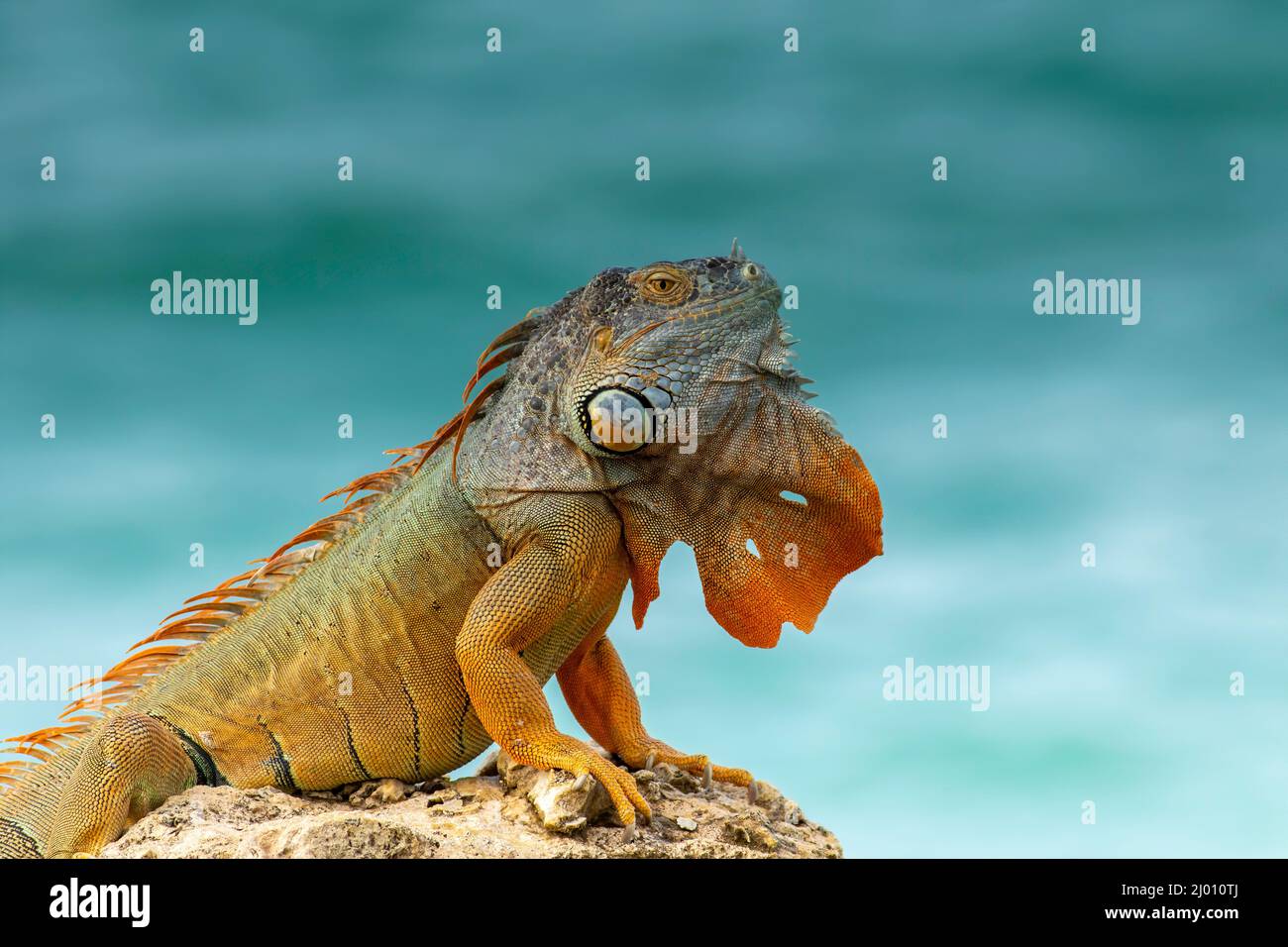 A green iguana, an invasive, exotic species that is found in south ...