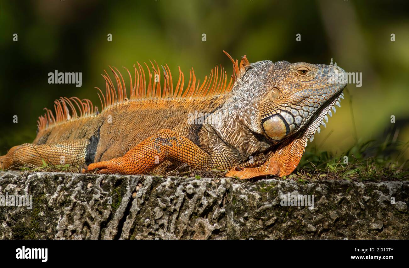 Tropical invasive species hi-res stock photography and images - Alamy