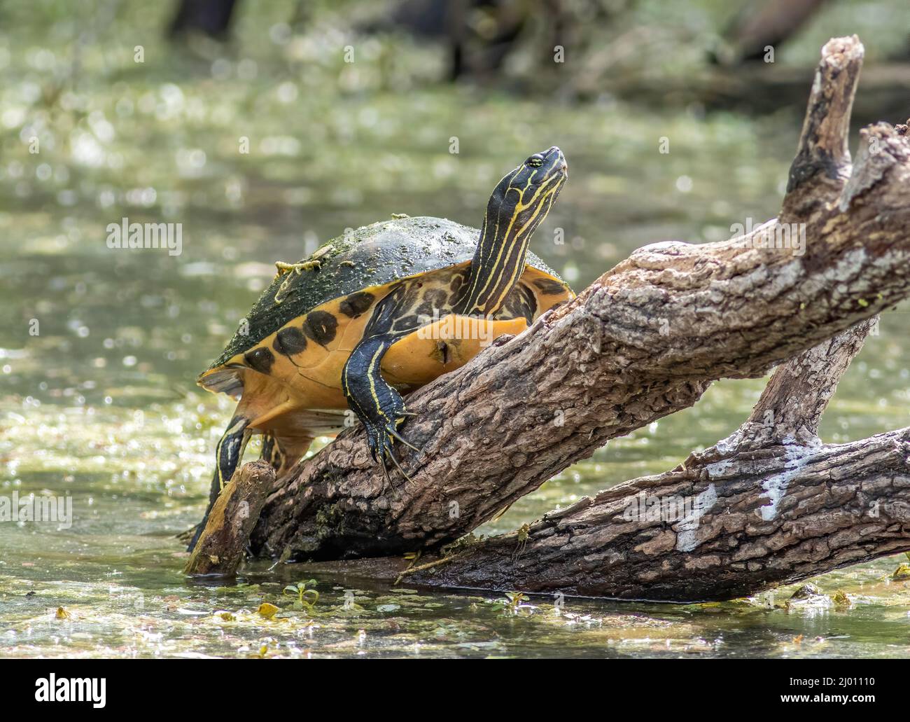 A painted turtle basks in the sun on a partially submerged fallen tree ...