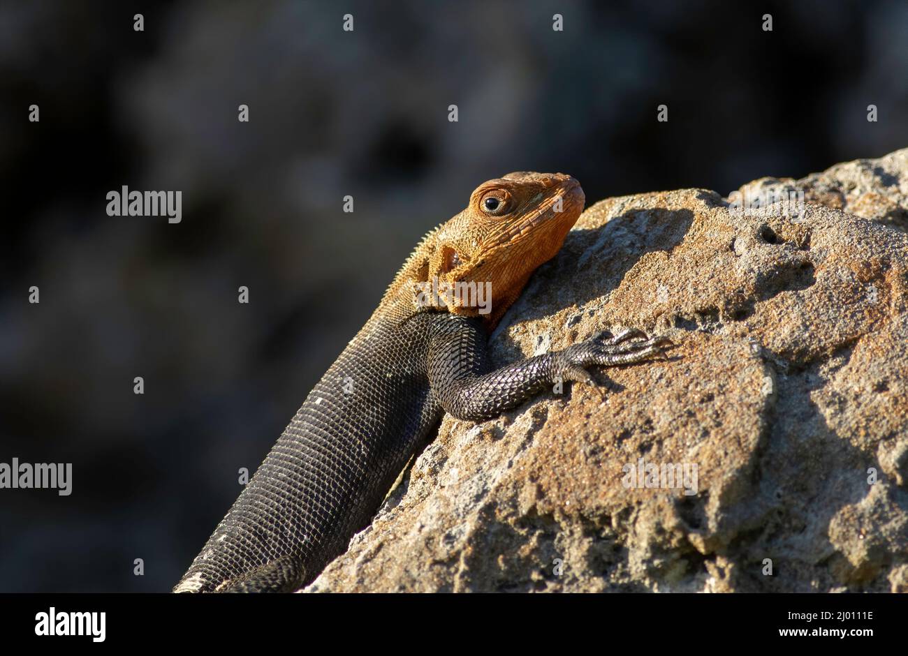 Exotic species hi-res stock photography and images - Alamy