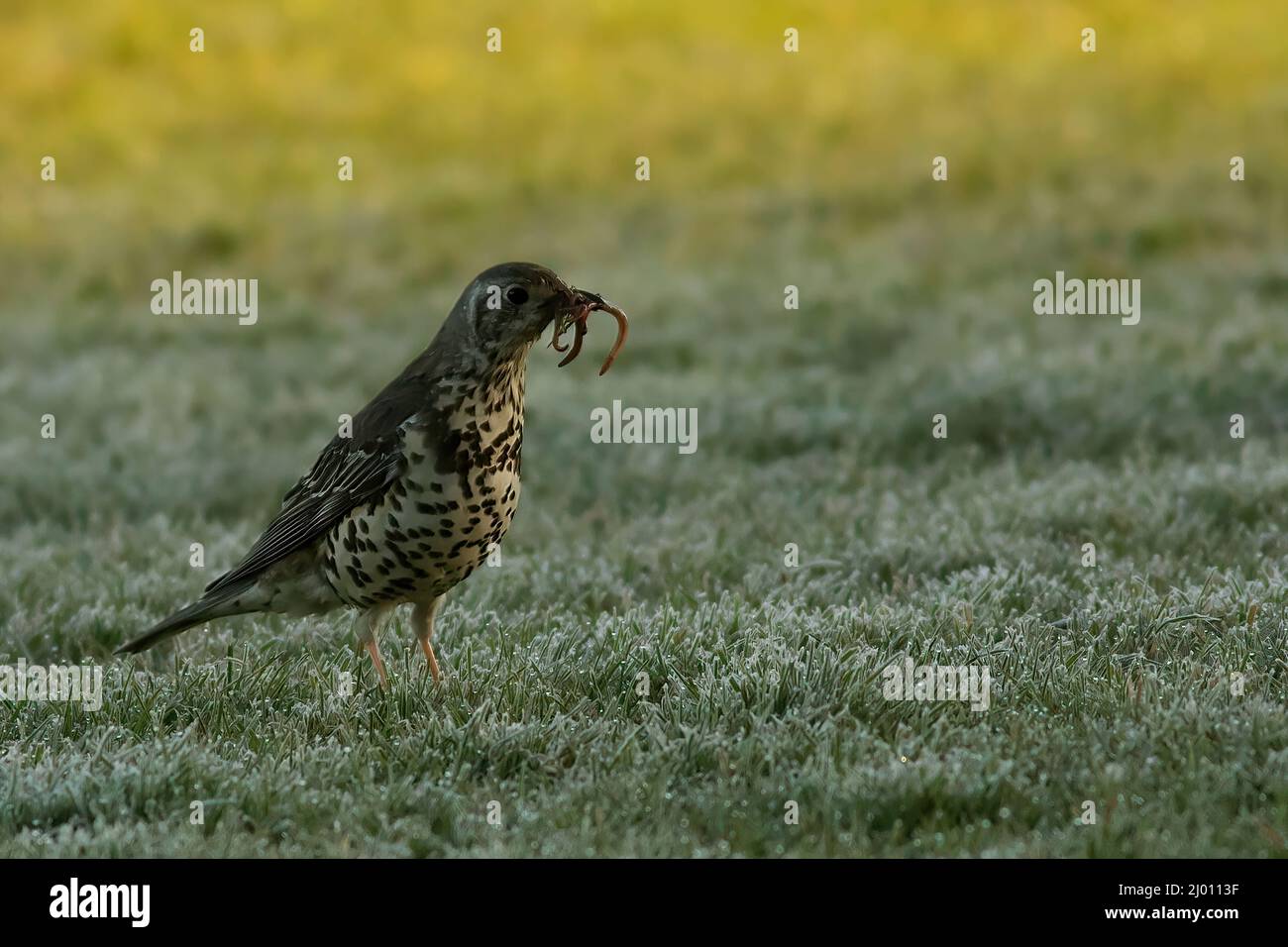 Closeup of a beautiful Mistle Thrush in a field on a sunny day Stock ...