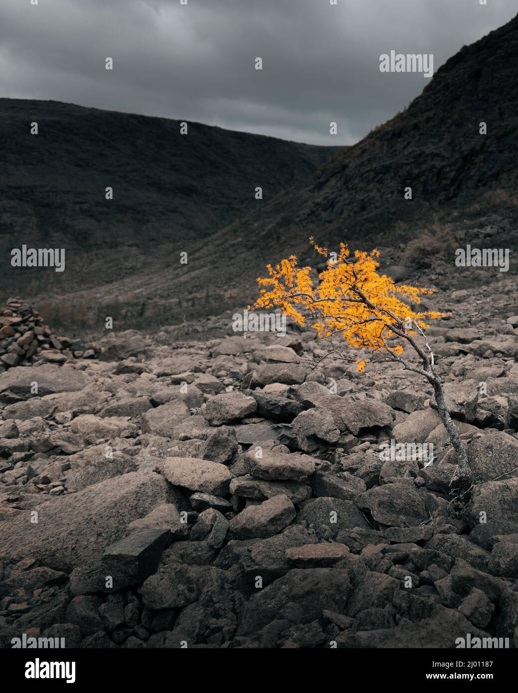 Grayscale of a rocky mountain with a small yellow tree Stock Photo - Alamy
