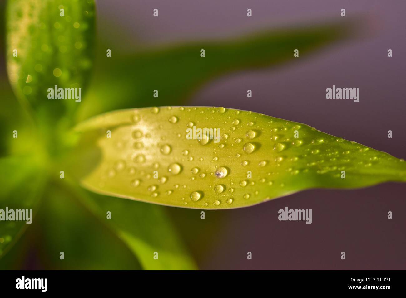 Closeup of a fresh plant with water drops growing in a garden Stock ...