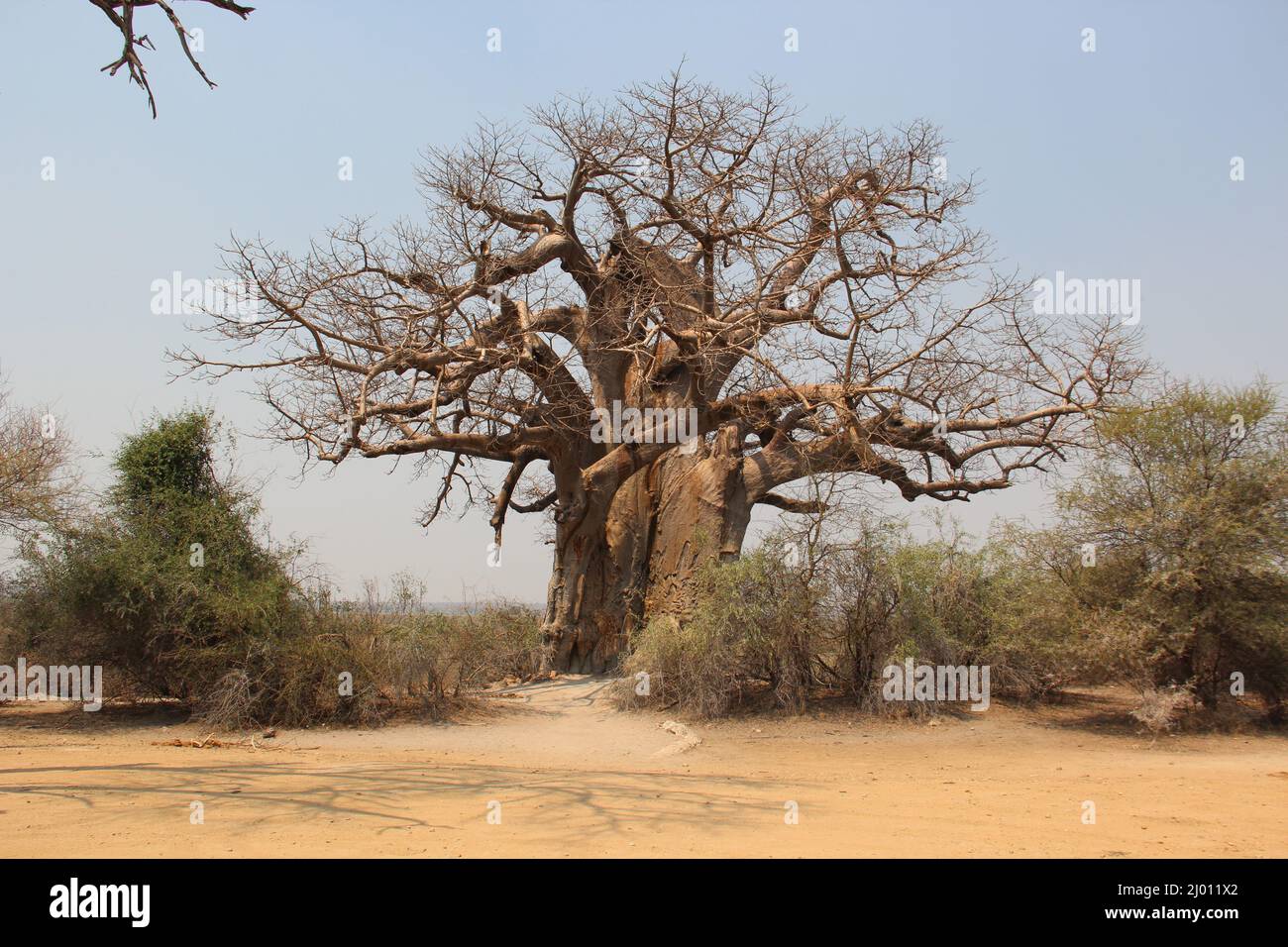 Lonely baobab on a sandy field surrounded by greenery under the blue ...