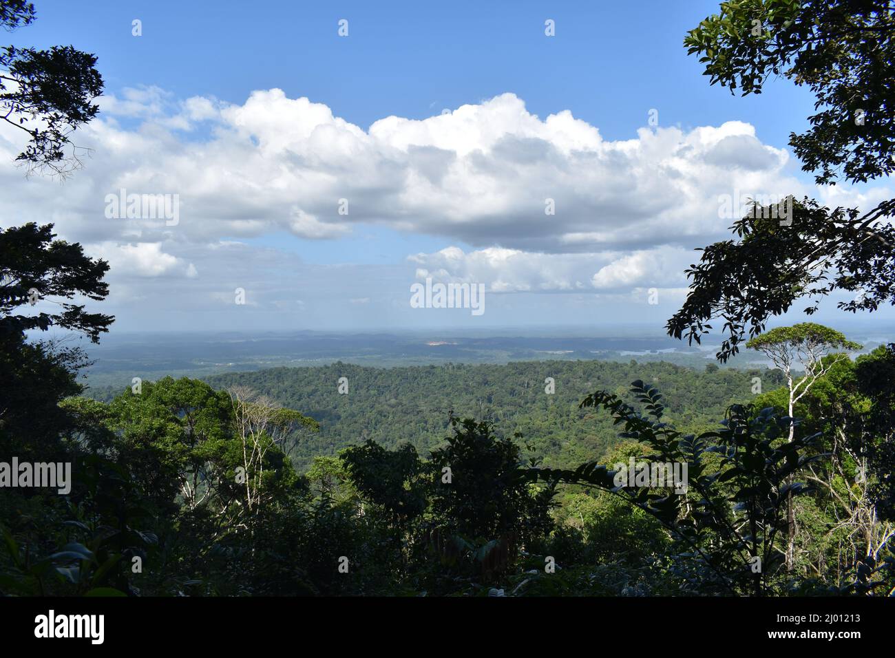 Suriname river under hi-res stock photography and images - Alamy