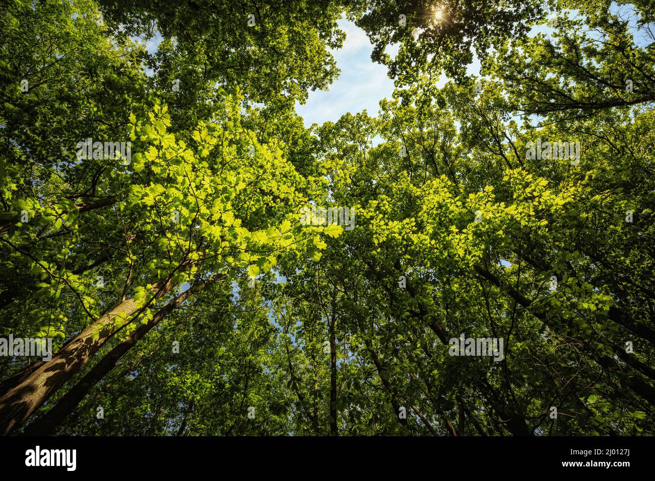 Wide scenic forest green panorama in spring Stock Photo - Alamy