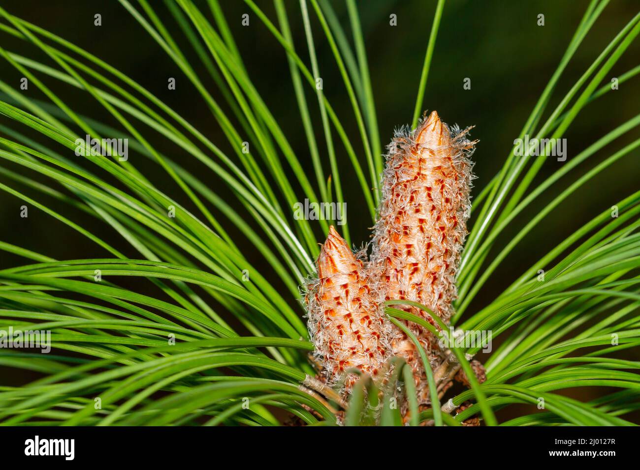 Closeup of a Canary Island pine (Pinus canariensis) against the green ...