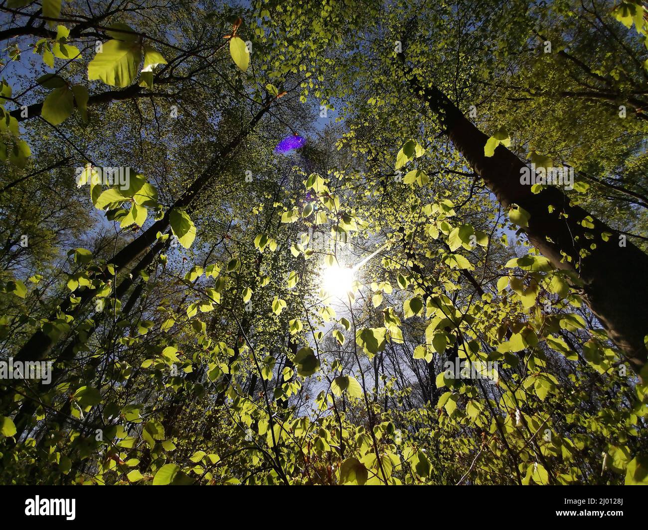 Wide scenic forest green panorama in spring Stock Photo - Alamy