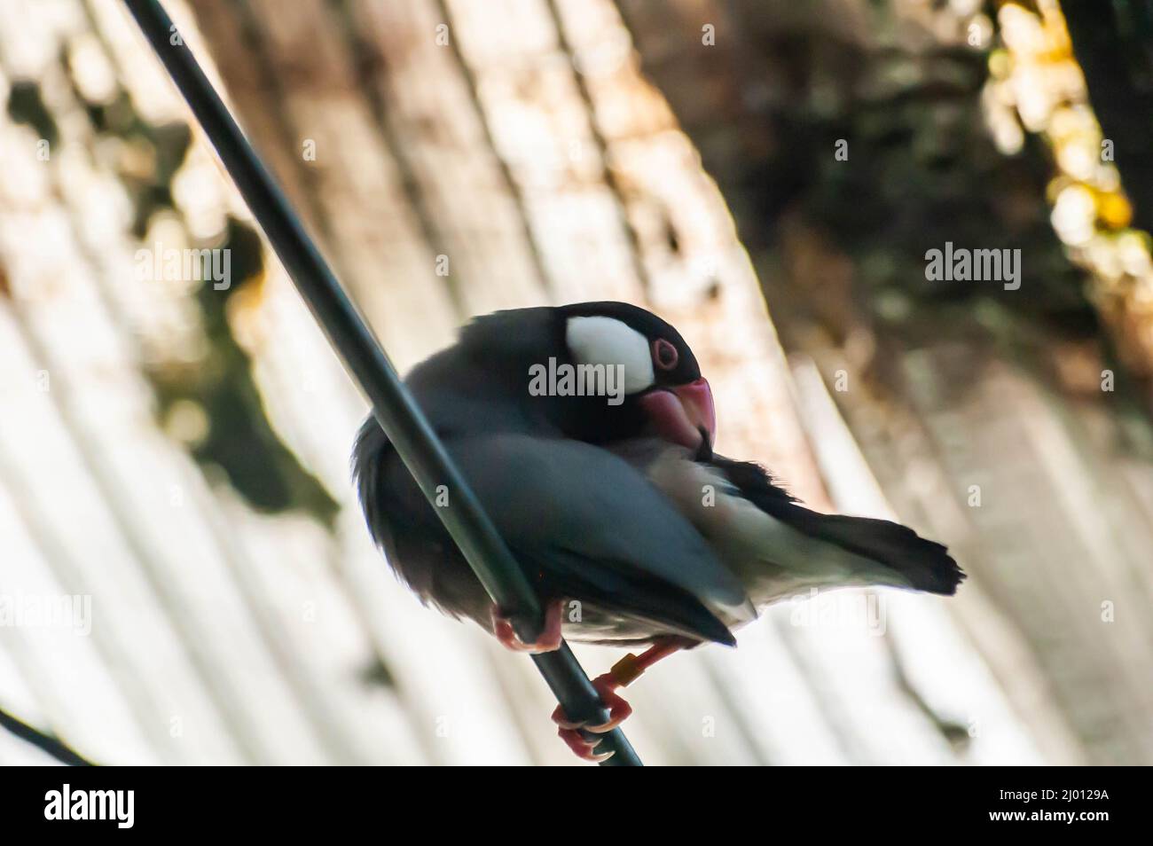 Photograph of a Java Sparrow bird at a wildlife centre in England Stock ...