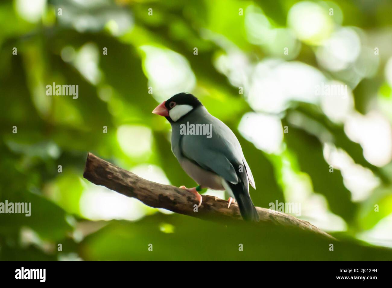 Photograph of a Java Sparrow bird at a wildlife centre in England Stock ...