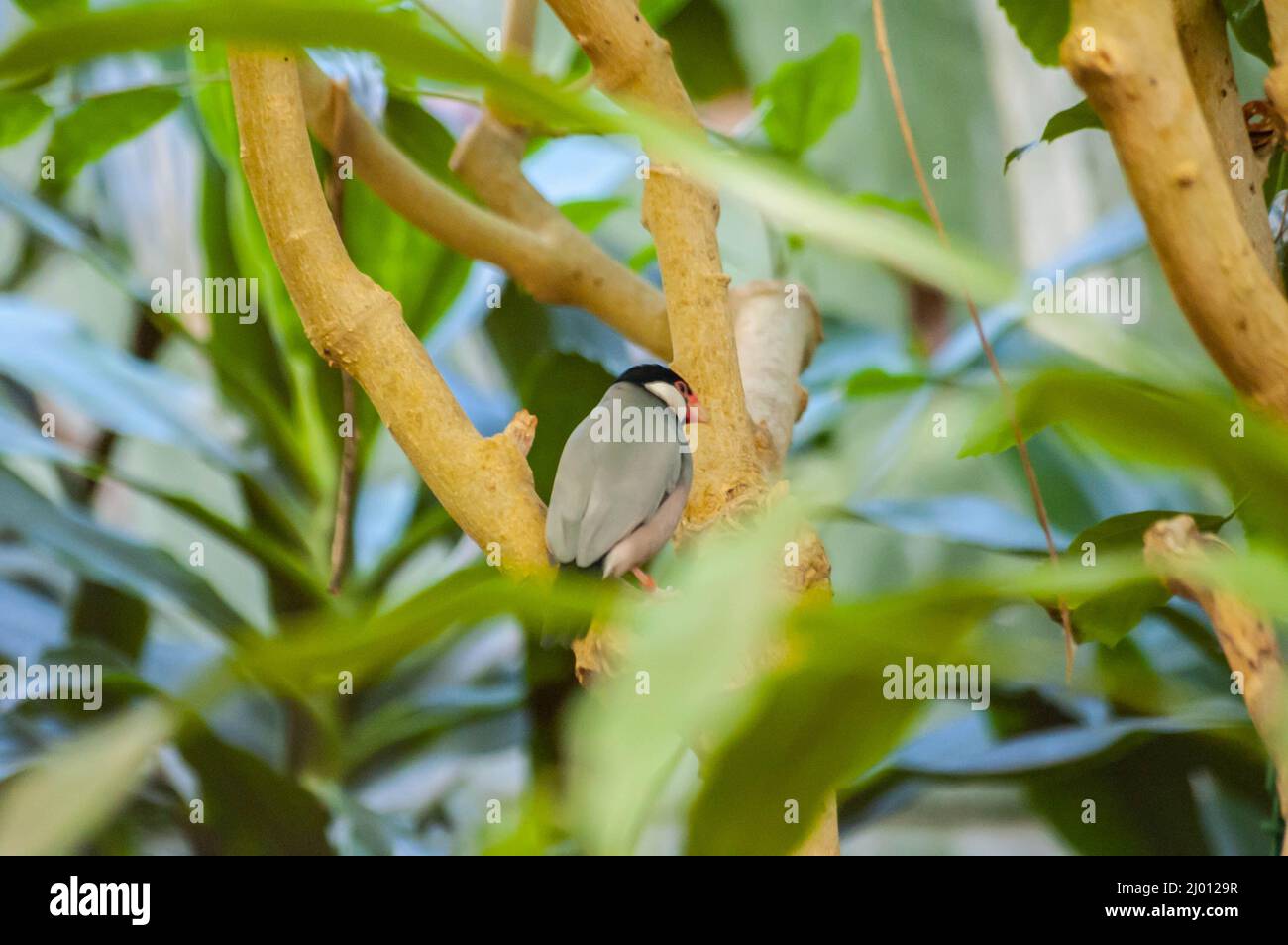 Photograph of a Java Sparrow bird at a wildlife centre in England Stock ...