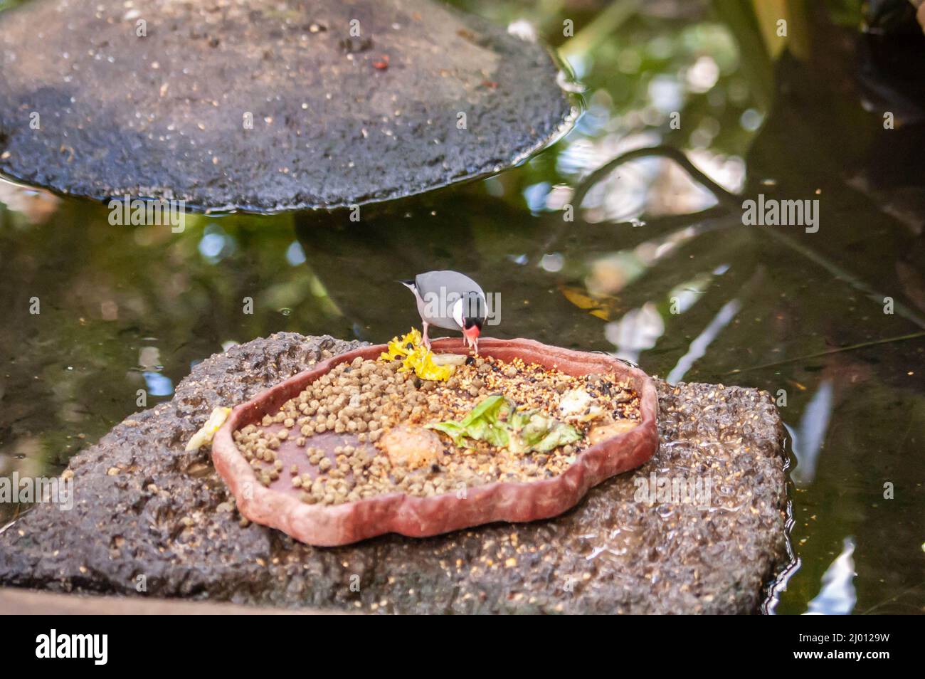 Photograph of a Java Sparrow bird at a wildlife centre in England Stock ...