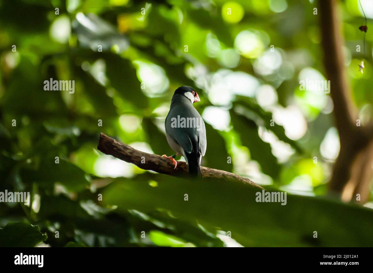 Photograph of a Java Sparrow bird at a wildlife centre in England Stock ...
