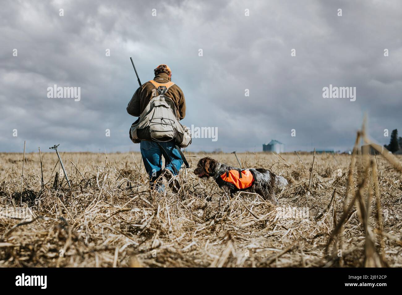 Rear view of a male ready for hunting with a dog in the farm field ...