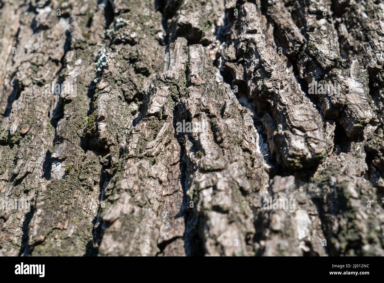 Closeup of weathered tree bark surface Stock Photo - Alamy